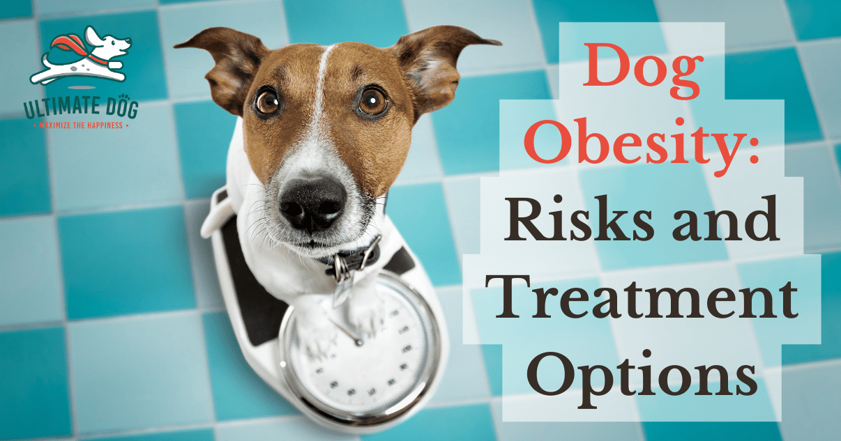 Everything You Need to Know About Dog Obesity | Ultimate Dog