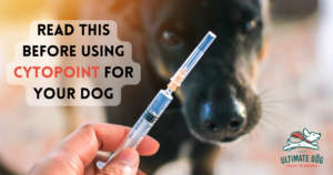 Cytopoint Injection for Dogs - What You Need to Know | Ultimate Dog