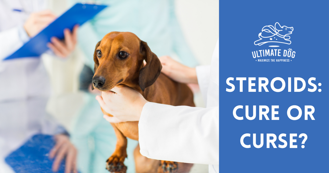 The Dark Side of Short & Long-Term Steroid Use in Dogs | Ultimate Dog